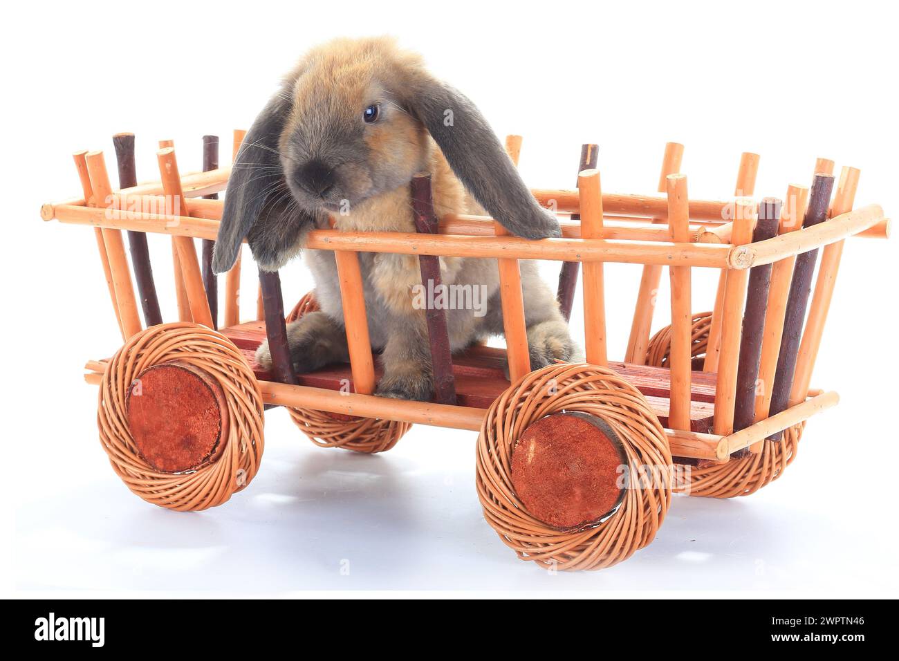 brown rabbit in the cart on a white background Stock Photo - Alamy