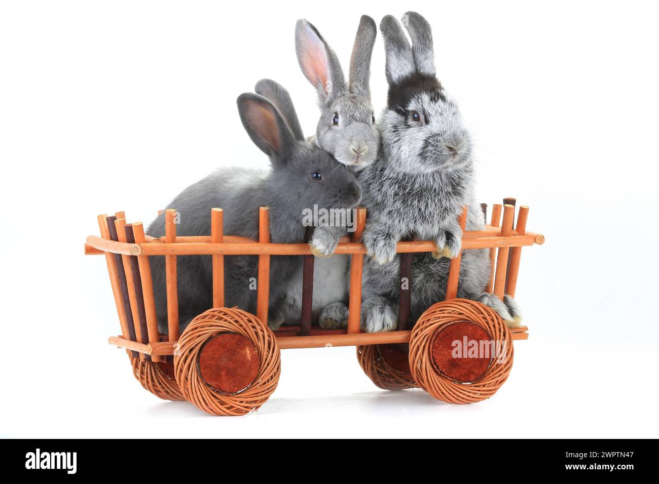 Grey rabbits hi-res stock photography and images - Alamy
