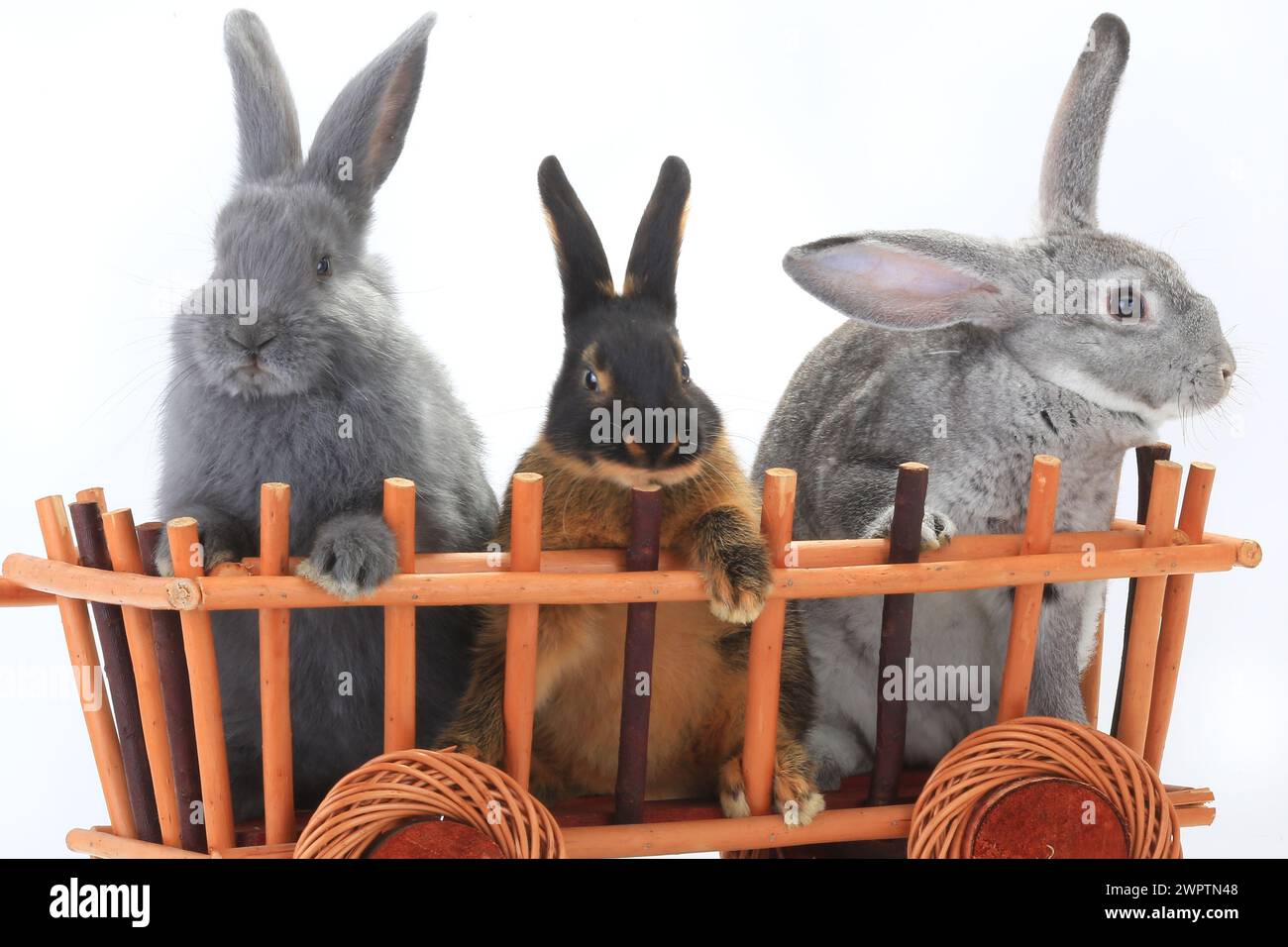 grey rabbits in the cart on a white background Stock Photo - Alamy