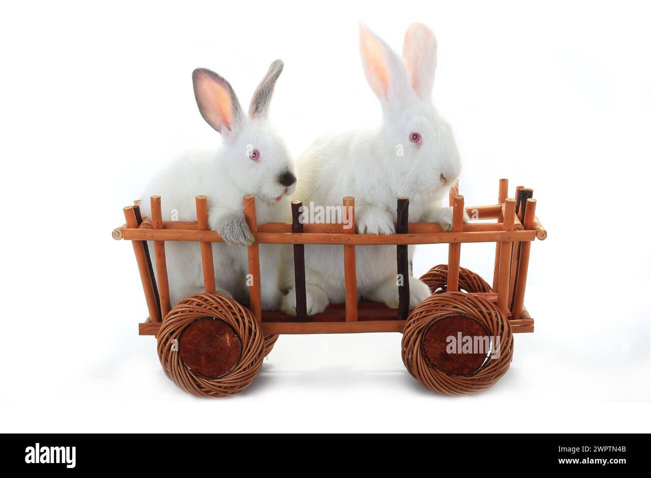 white rabbits in the cart on a white background Stock Photo - Alamy
