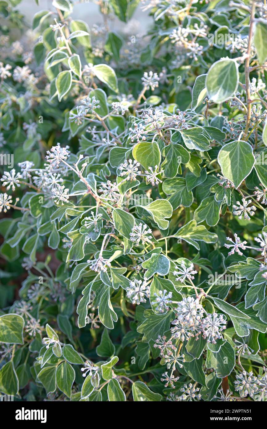 Shrub ivy (Hedera helix 'Arborescens'), Park Glienicke, Potsdam ...