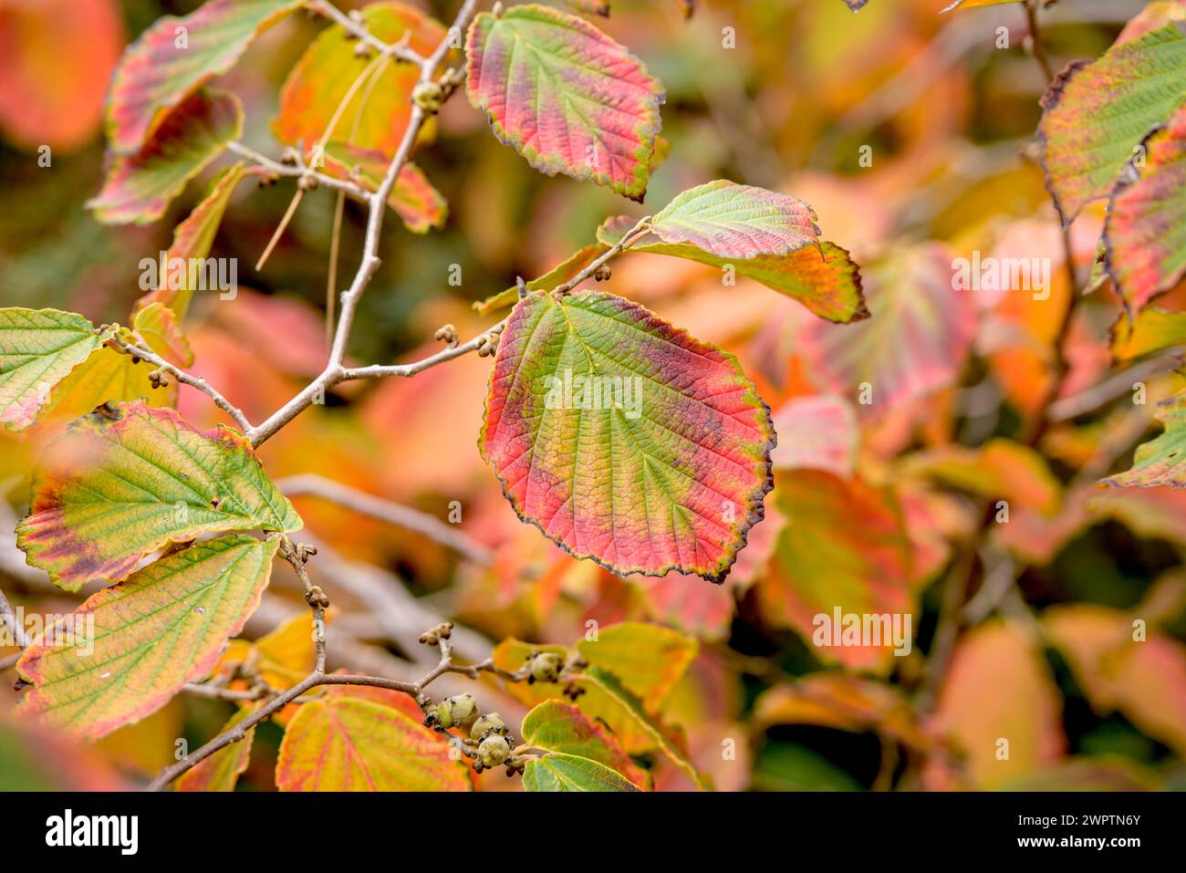 Diane park hi-res stock photography and images - Alamy