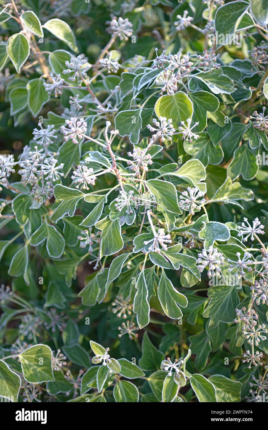 Shrub ivy (Hedera helix 'Arborescens'), Park Glienicke, Potsdam ...