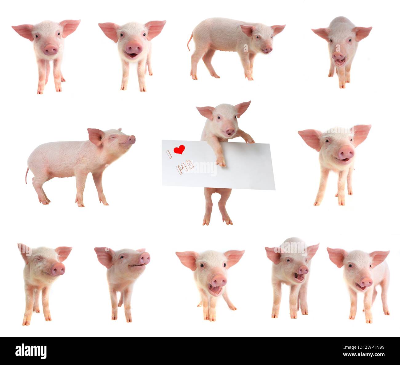 pigs on a white background. studio Stock Photo - Alamy