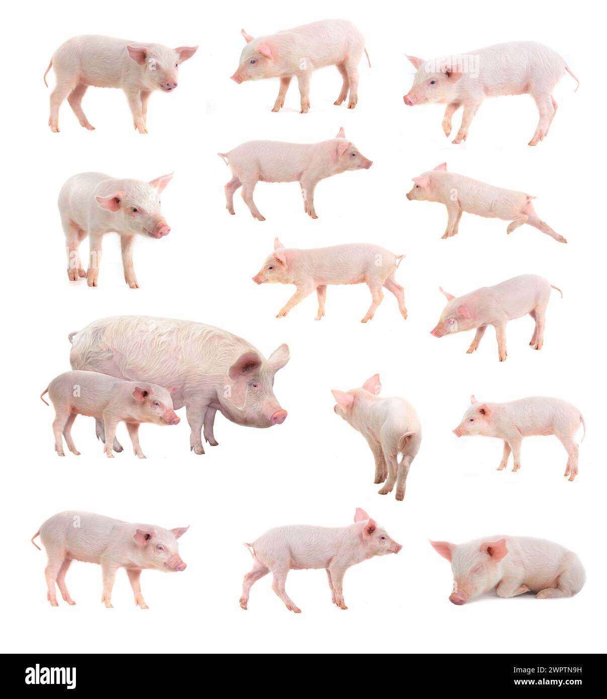 pigs on a white background. studio Stock Photo - Alamy