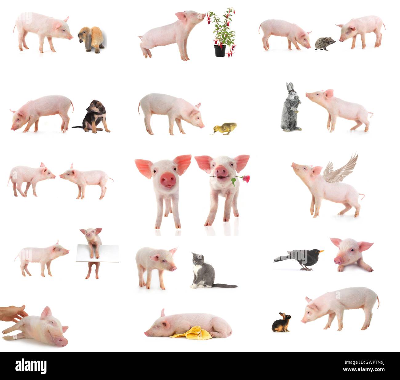 pigs with separate animals on a white background. studio Stock Photo ...