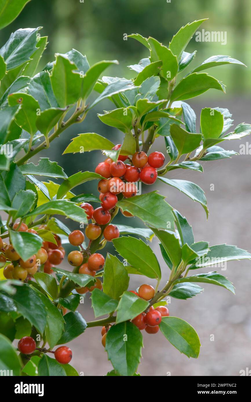 Deciduous holly hi-res stock photography and images - Alamy