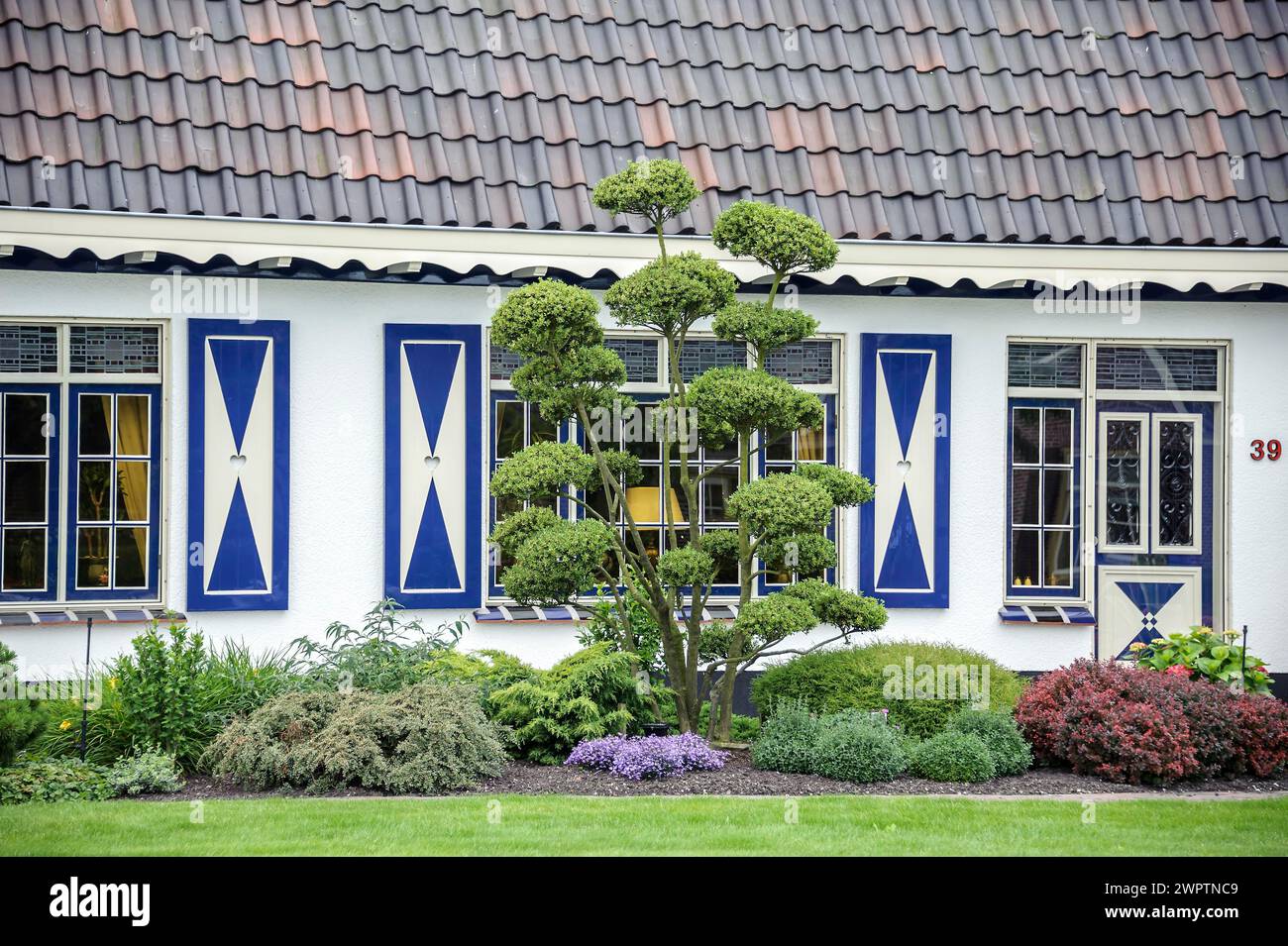 Japanese pod (Ilex crenata), Uithorn, Utrecht, Netherlands Stock Photo ...