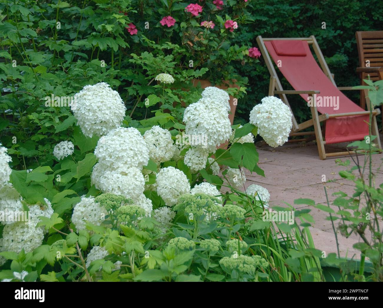 Snowball hydrangea (Hydrangea arborescens 'Annabelle'), Farchauer ...