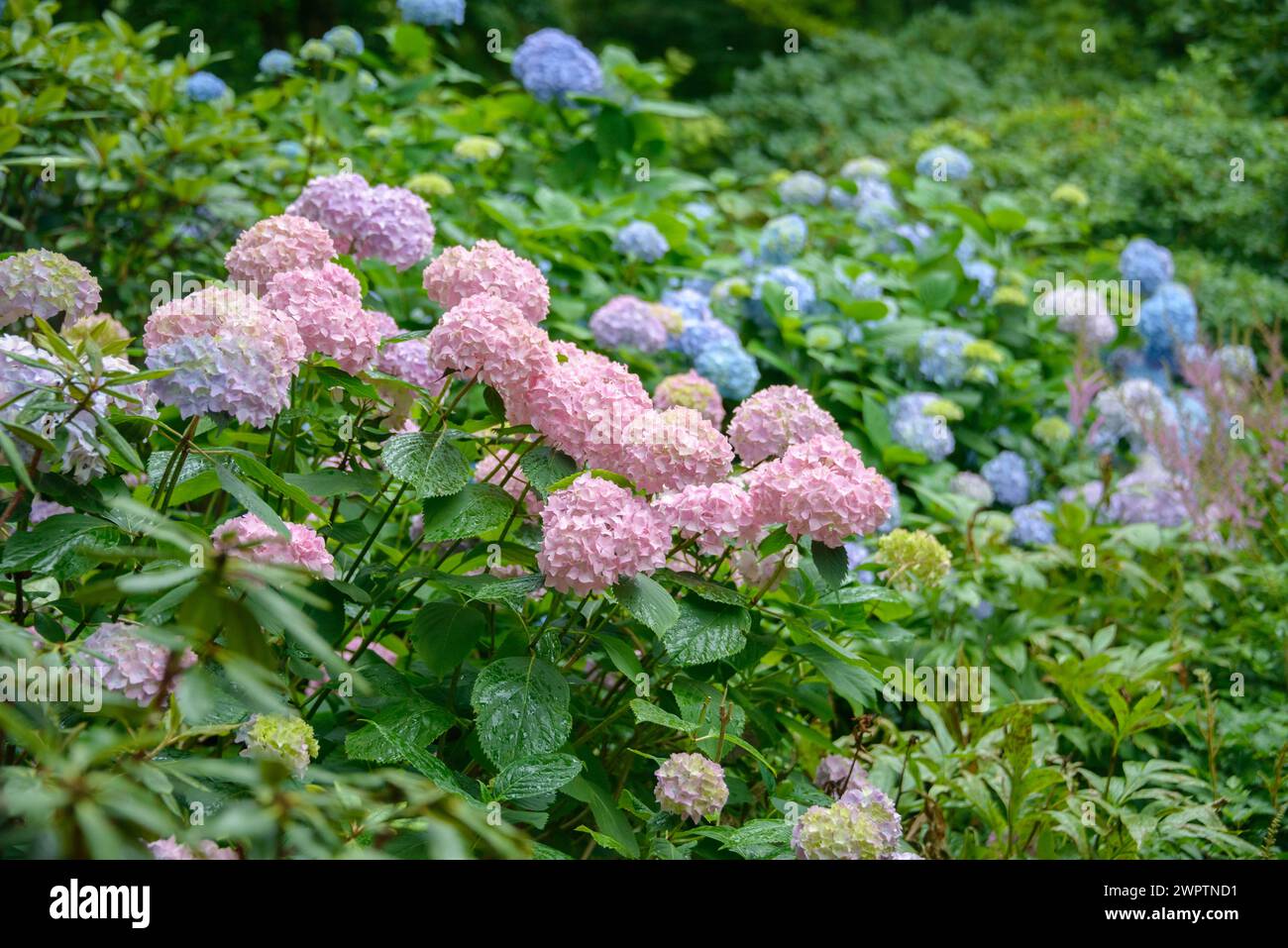 Ball hydrangea (Hydrangea macrophylla 'Bouquet Rose'), Botanical Garden ...