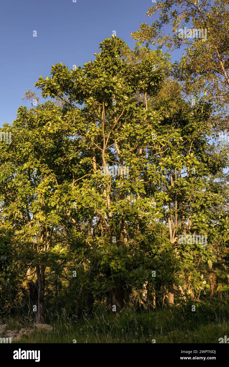 A basul tree illuminated by the light of the morning sun, in a farm in ...