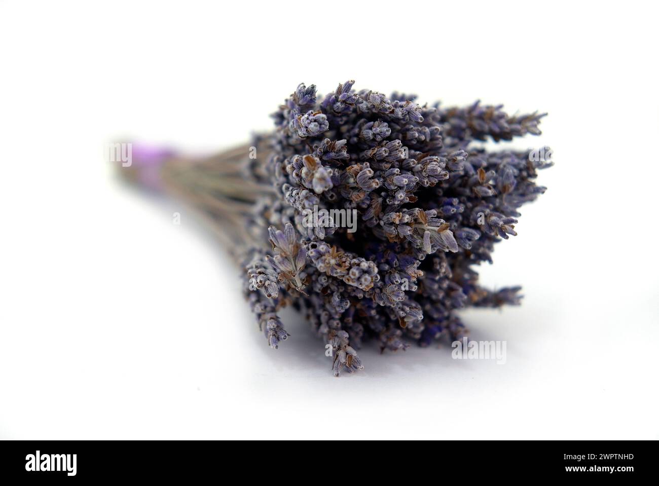 Linking of dry flowers of a lavender on a white background Stock Photo ...