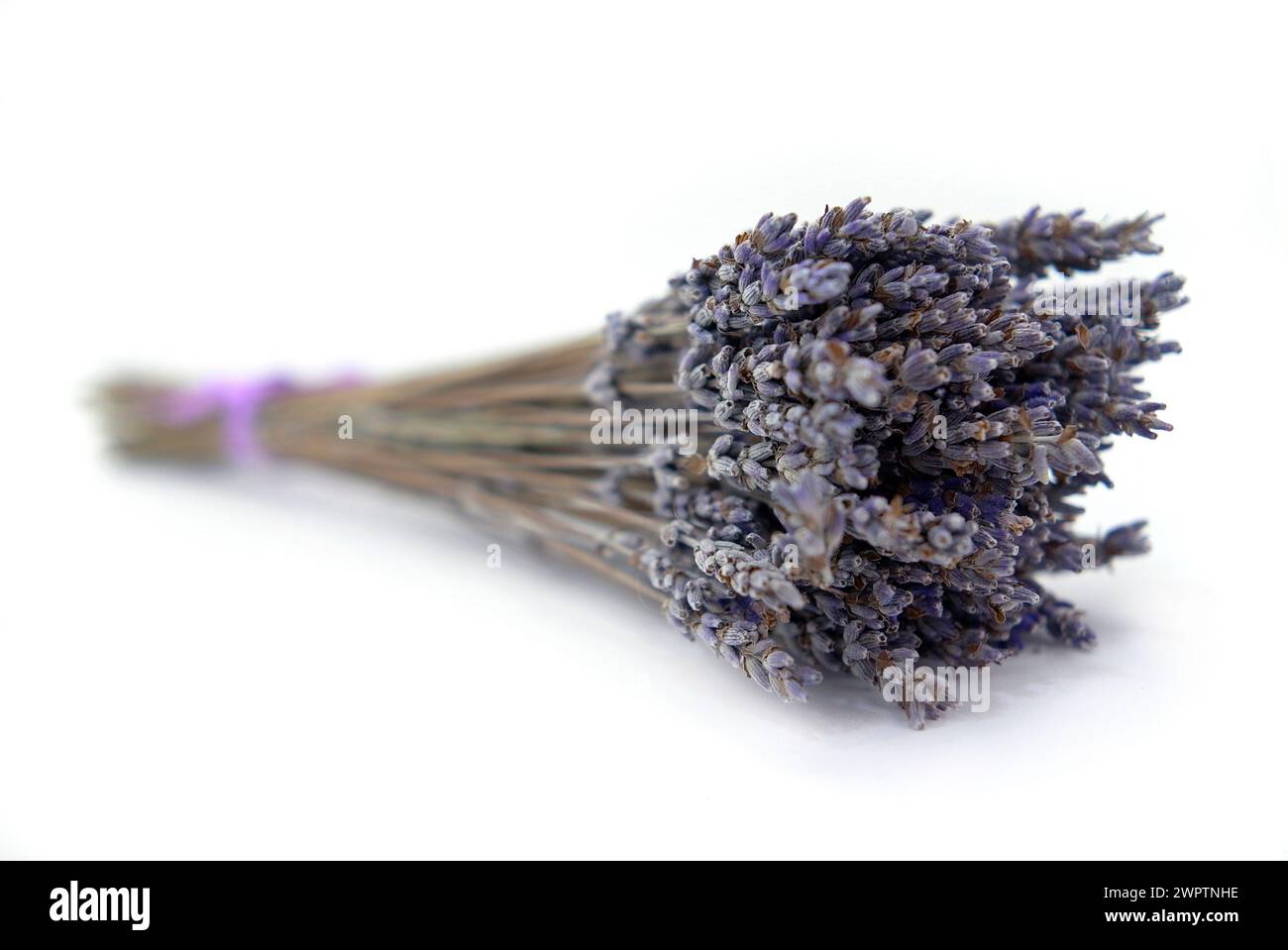 Linking of dry flowers of a lavender on a white background Stock Photo ...