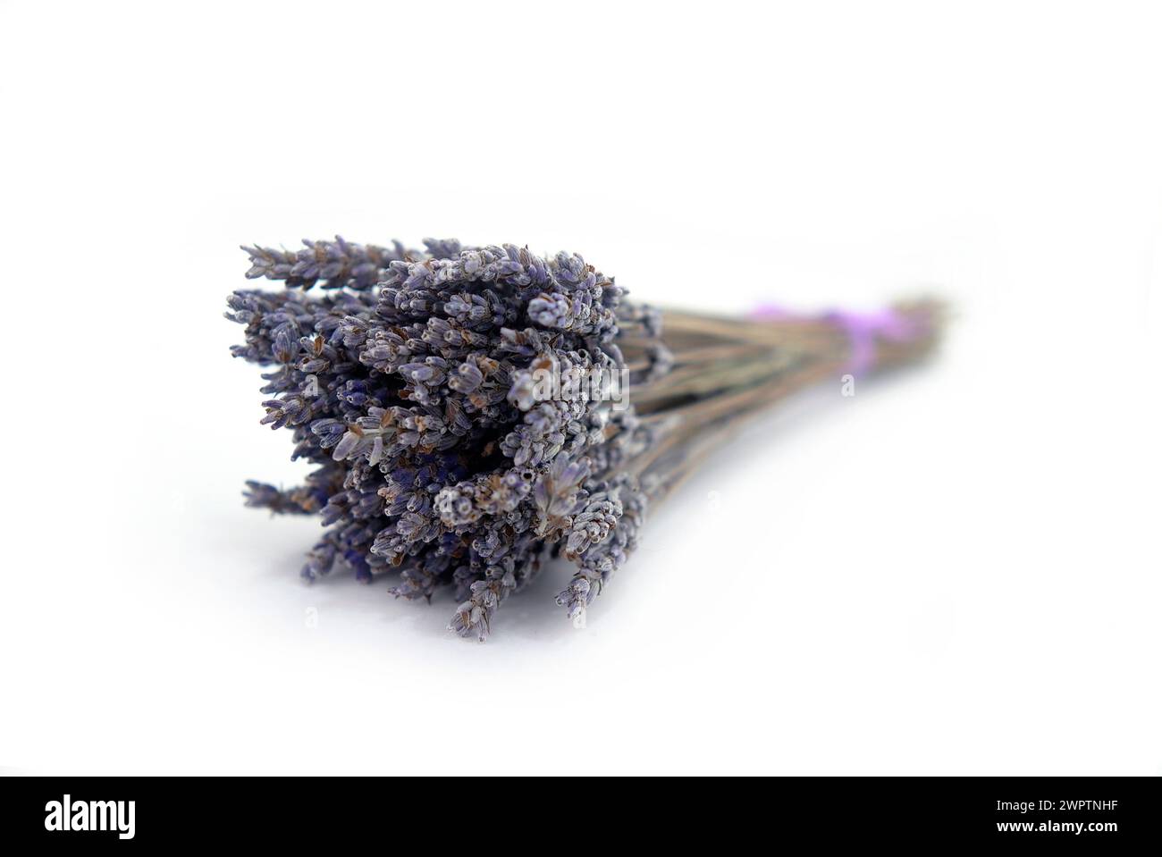 Linking of dry flowers of a lavender on a white background Stock Photo ...