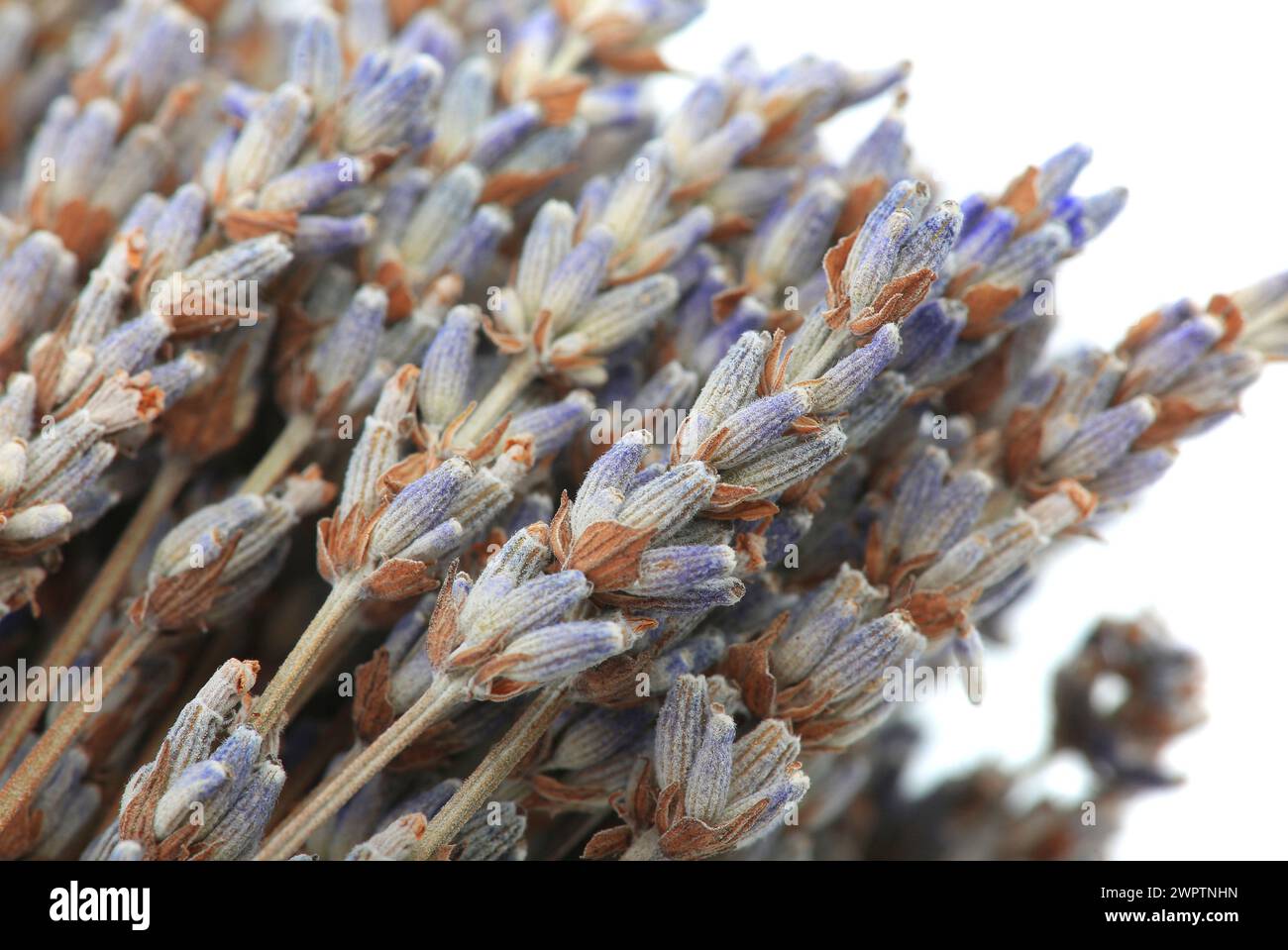 Linking of dry flowers of a lavender on a white background Stock Photo ...