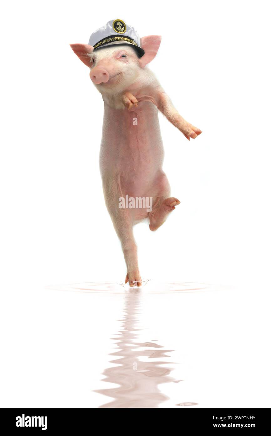 Smile a pig on hind legs walking on water Stock Photo - Alamy