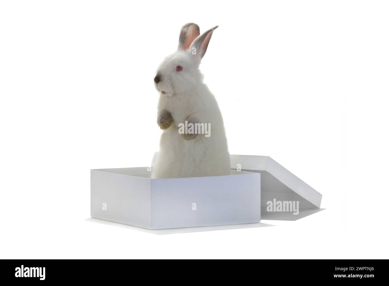 white rabbit sitting in a box Stock Photo - Alamy