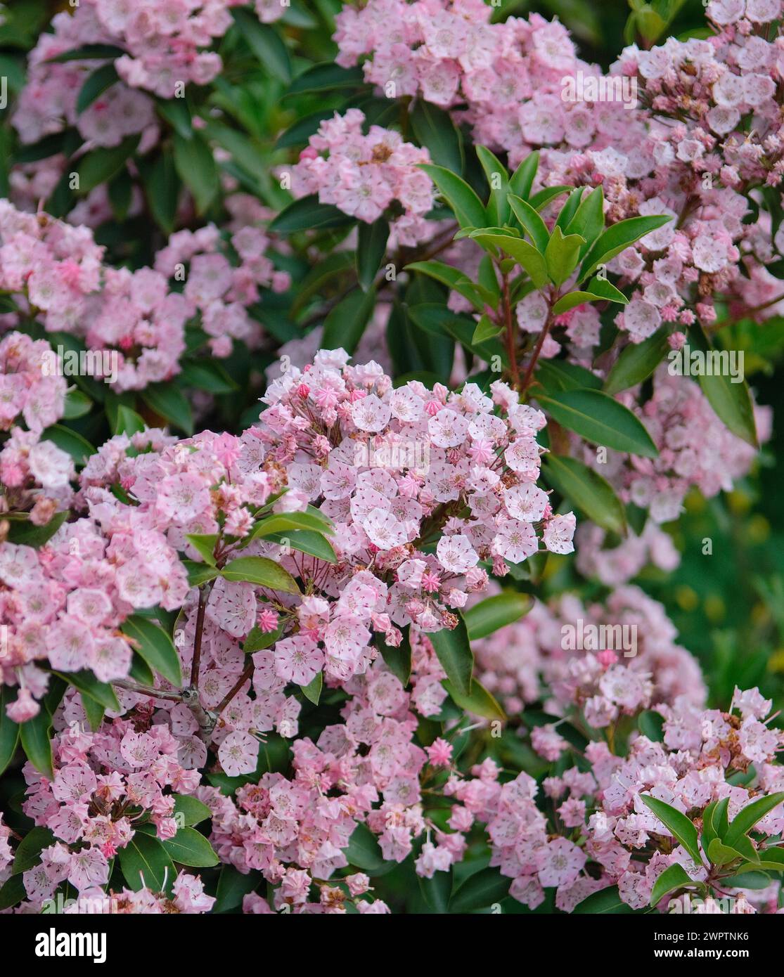 Kalmia (Kalmia latifolia 'Cheerful'), Krahnenburg, 81 Stock Photo - Alamy