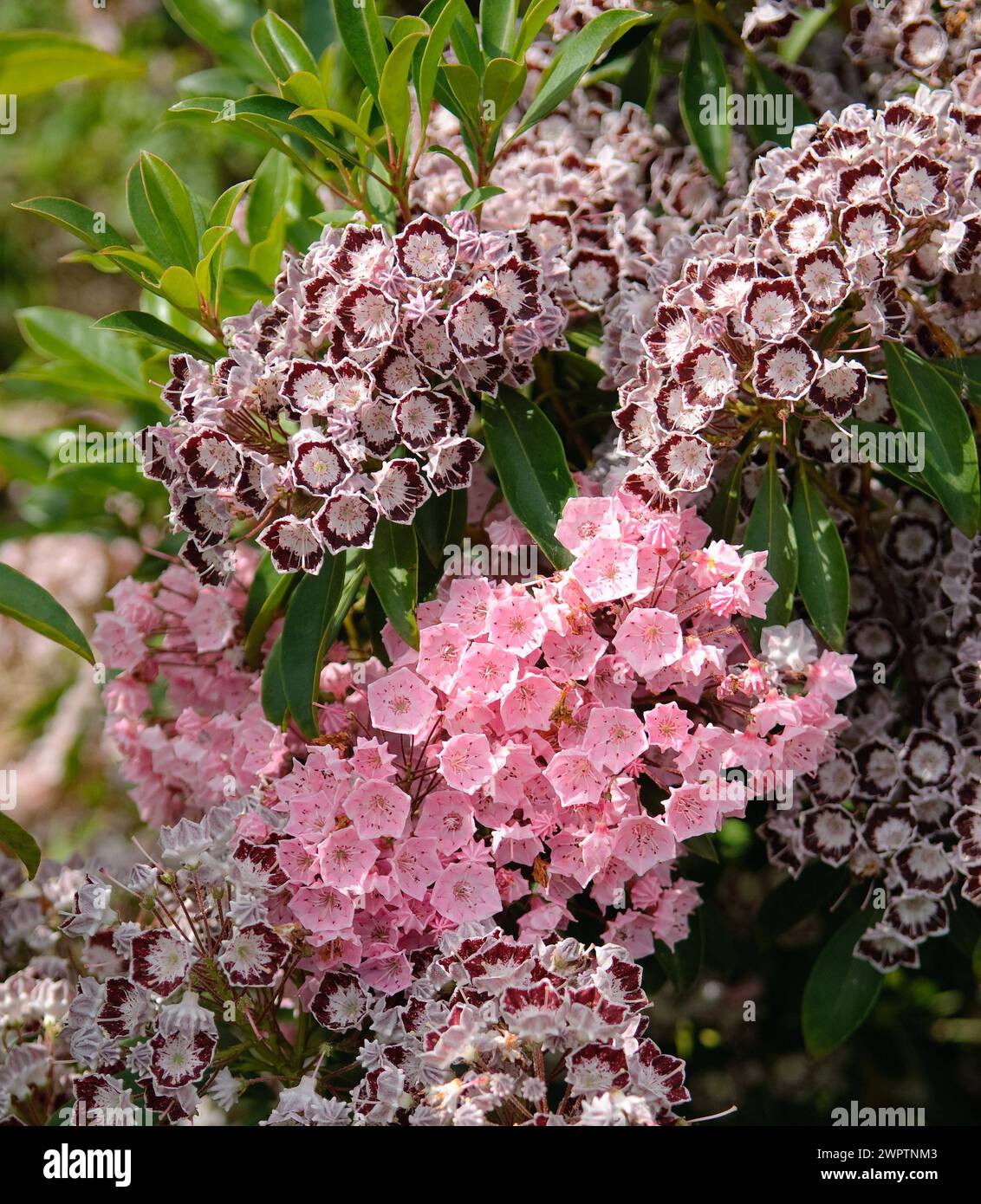 Laurel rose (Kalmia latifolia 'Rosenquarz'), Krahnenburg, 81 Stock ...
