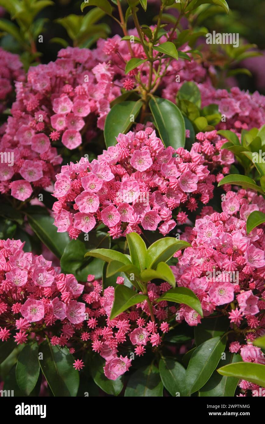 Laurel rose (Kalmia latifolia 'Rosenquarz'), Krahnenburg, 81 Stock ...