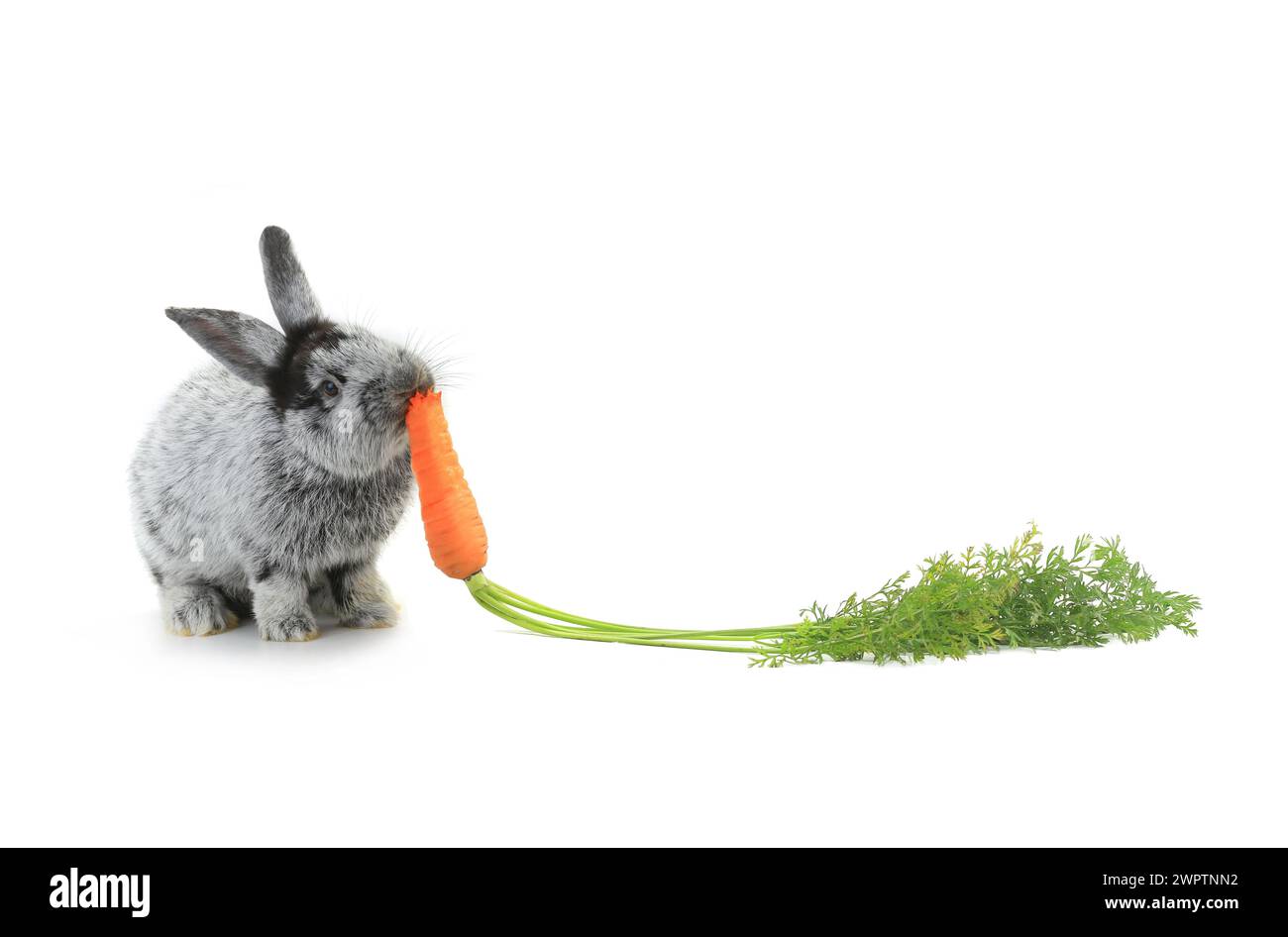 Rabbit with carrot isolated on white background Stock Photo - Alamy