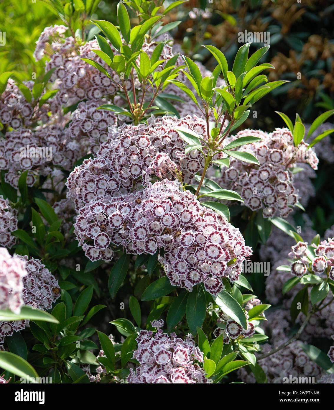 Kalmia (Kalmia latifolia 'Nani'), Krahnenburg, 81 Stock Photo - Alamy