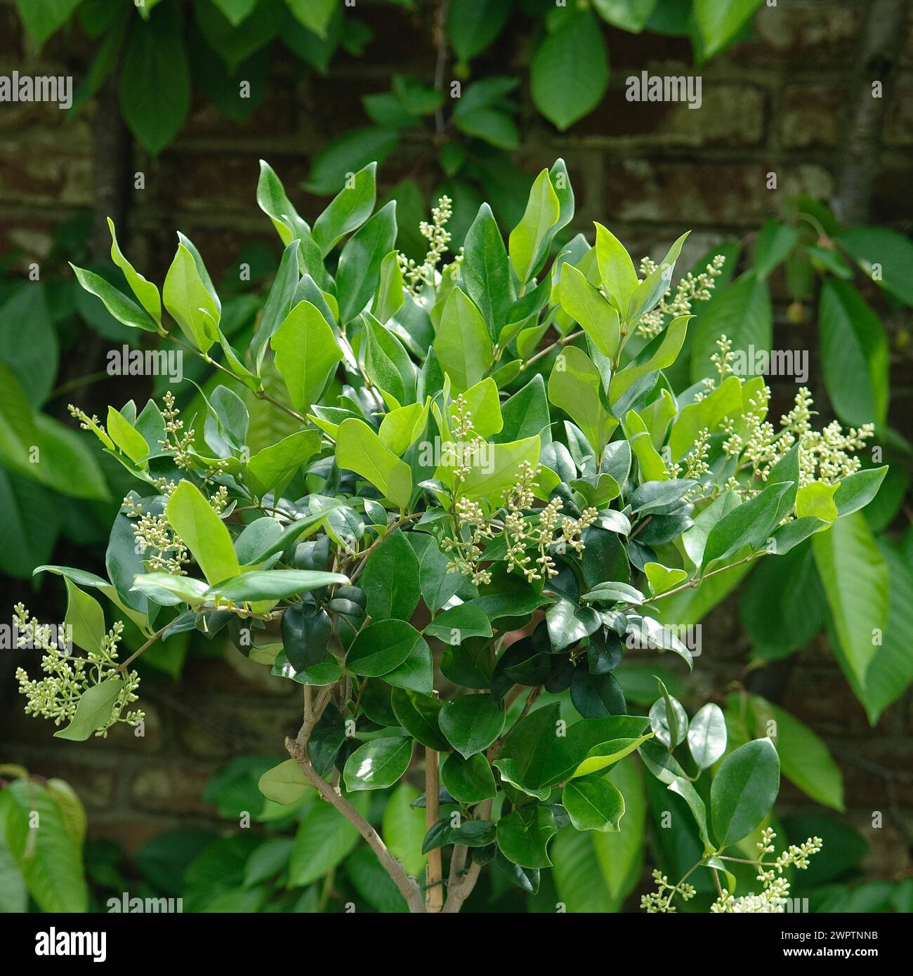 Japanese privet (Ligustrum japonicum 'Texanum'), De Tuinen van ...