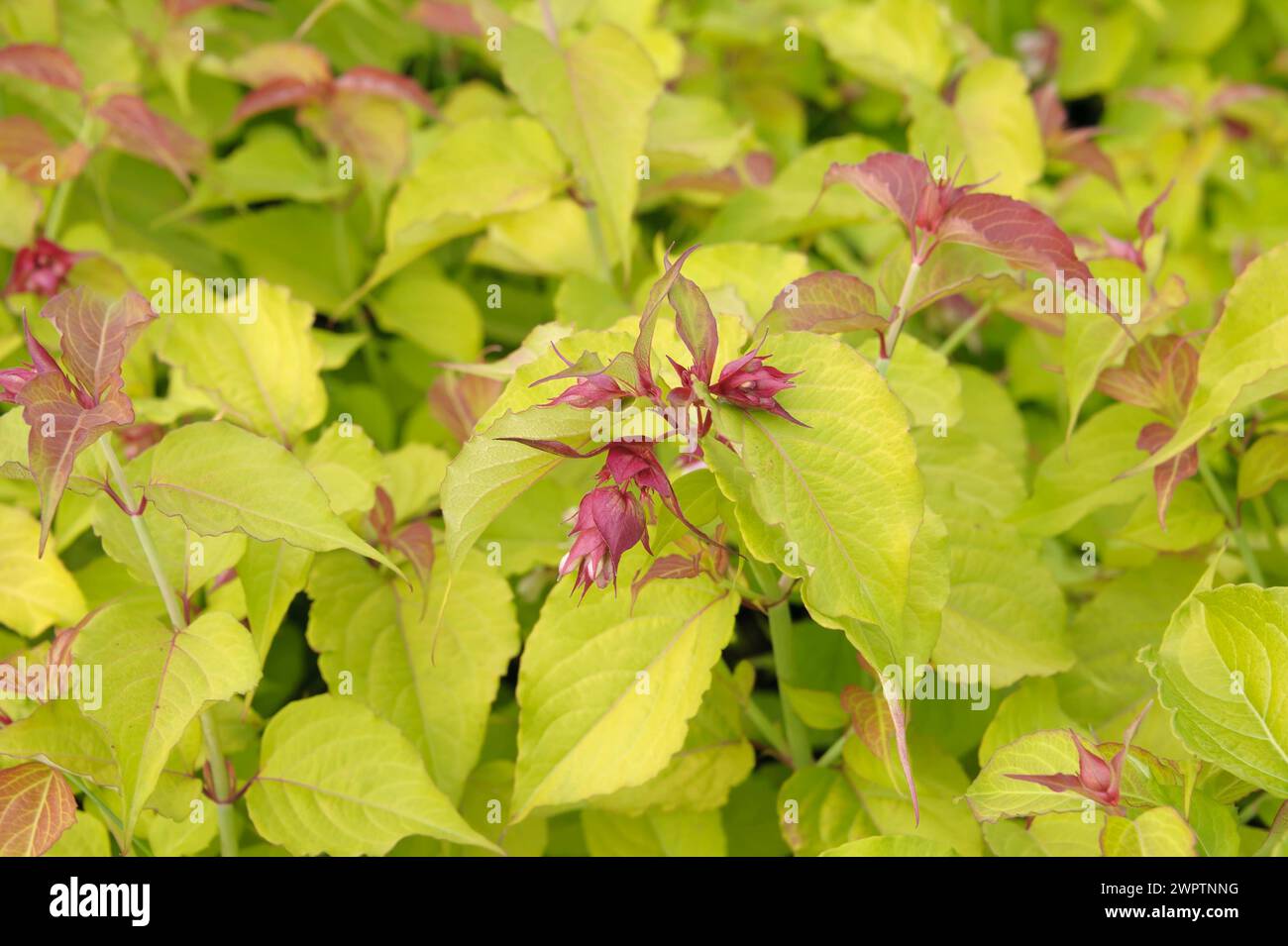 Colourful roof flower (Leycesteria formosa GOLDEN LANTERNS), Saemann ...