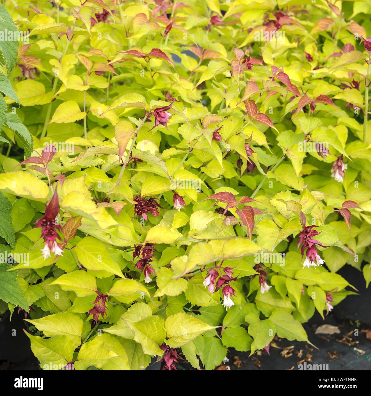 Colourful roof flower (Leycesteria formosa GOLDEN LANTERNS), Saemann ...