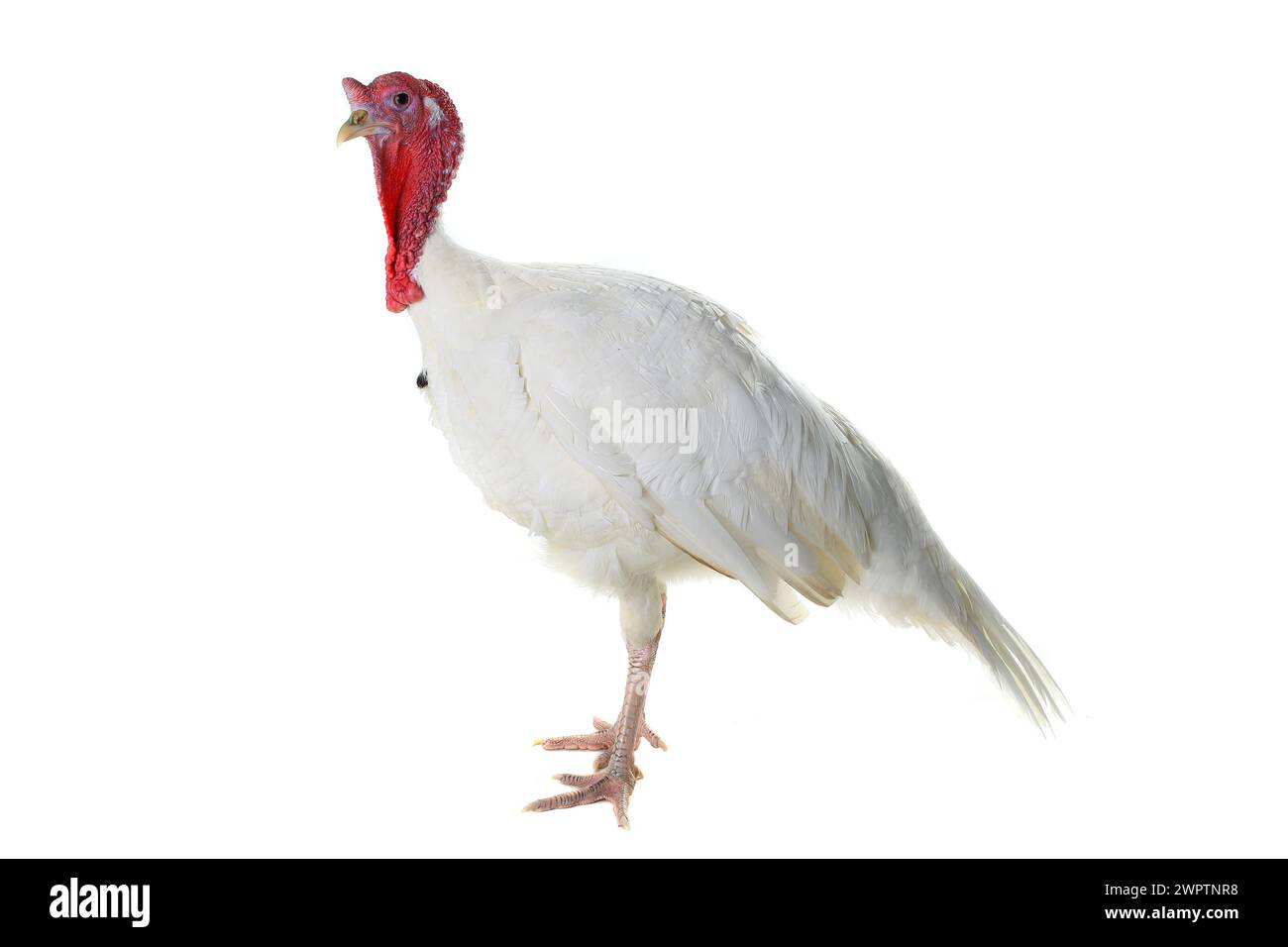 Turkey isolated on a white background. Studio Stock Photo - Alamy