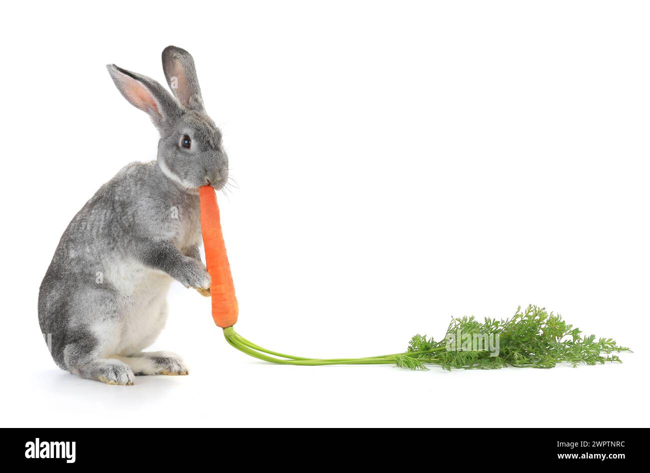 Rabbit with carrot isolated on white background Stock Photo - Alamy