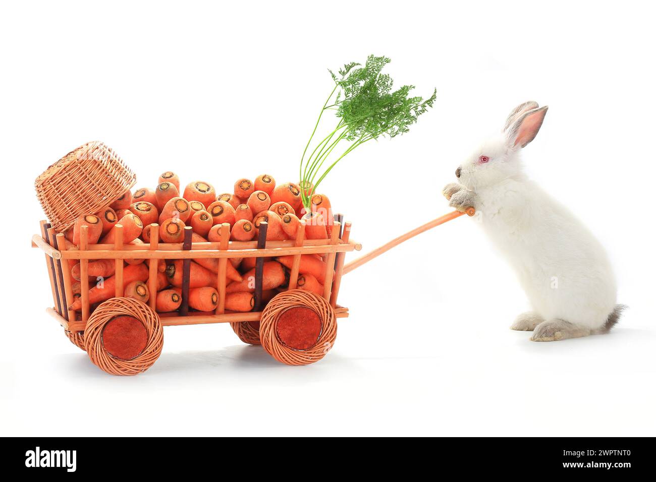 Pet rabbits garden Cut Out Stock Images & Pictures - Alamy