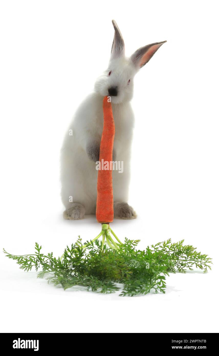 Rabbit with carrot isolated on white background Stock Photo - Alamy