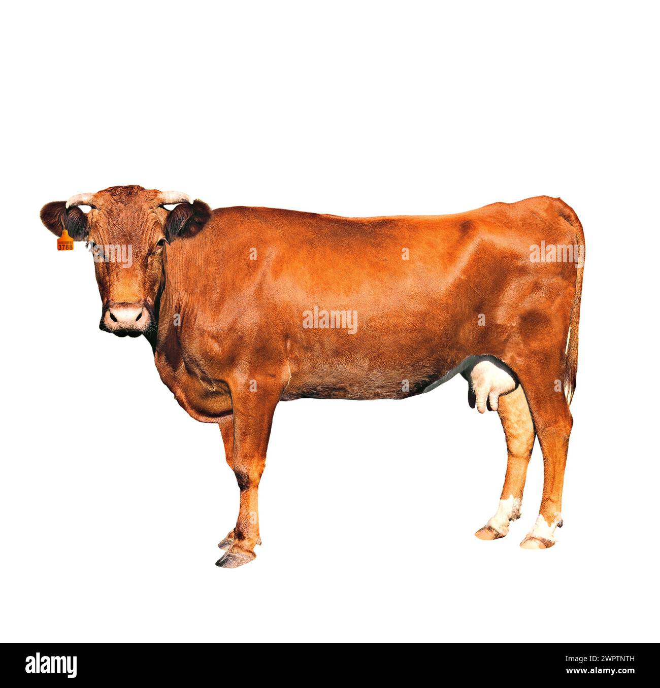 White cow front view Cut Out Stock Images & Pictures - Alamy