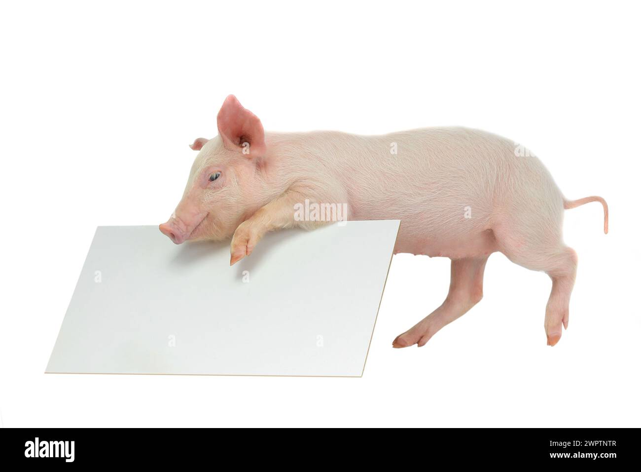 pig with sheet for a text writing Stock Photo - Alamy