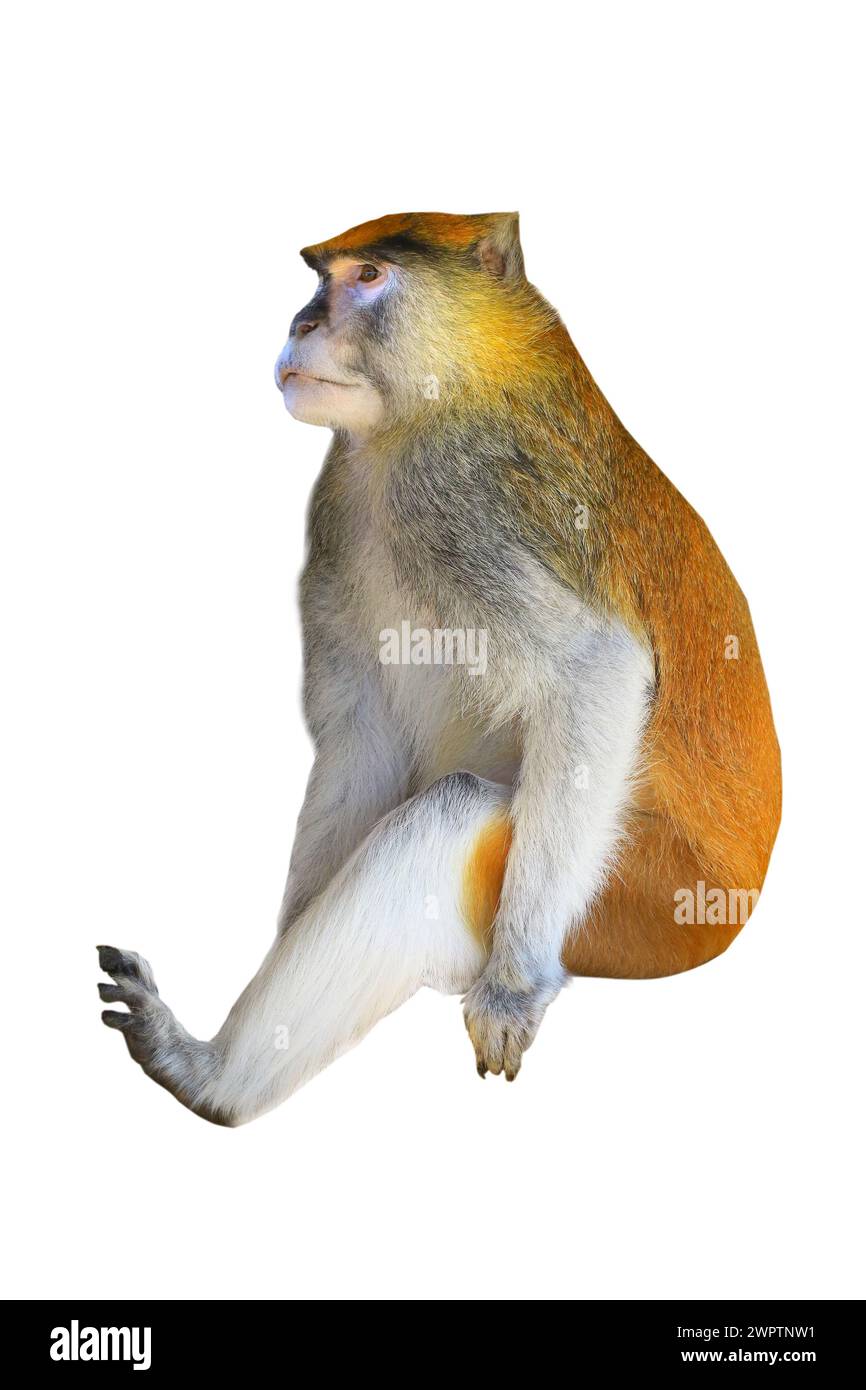 profile the monkey isolated on a white background Stock Photo - Alamy