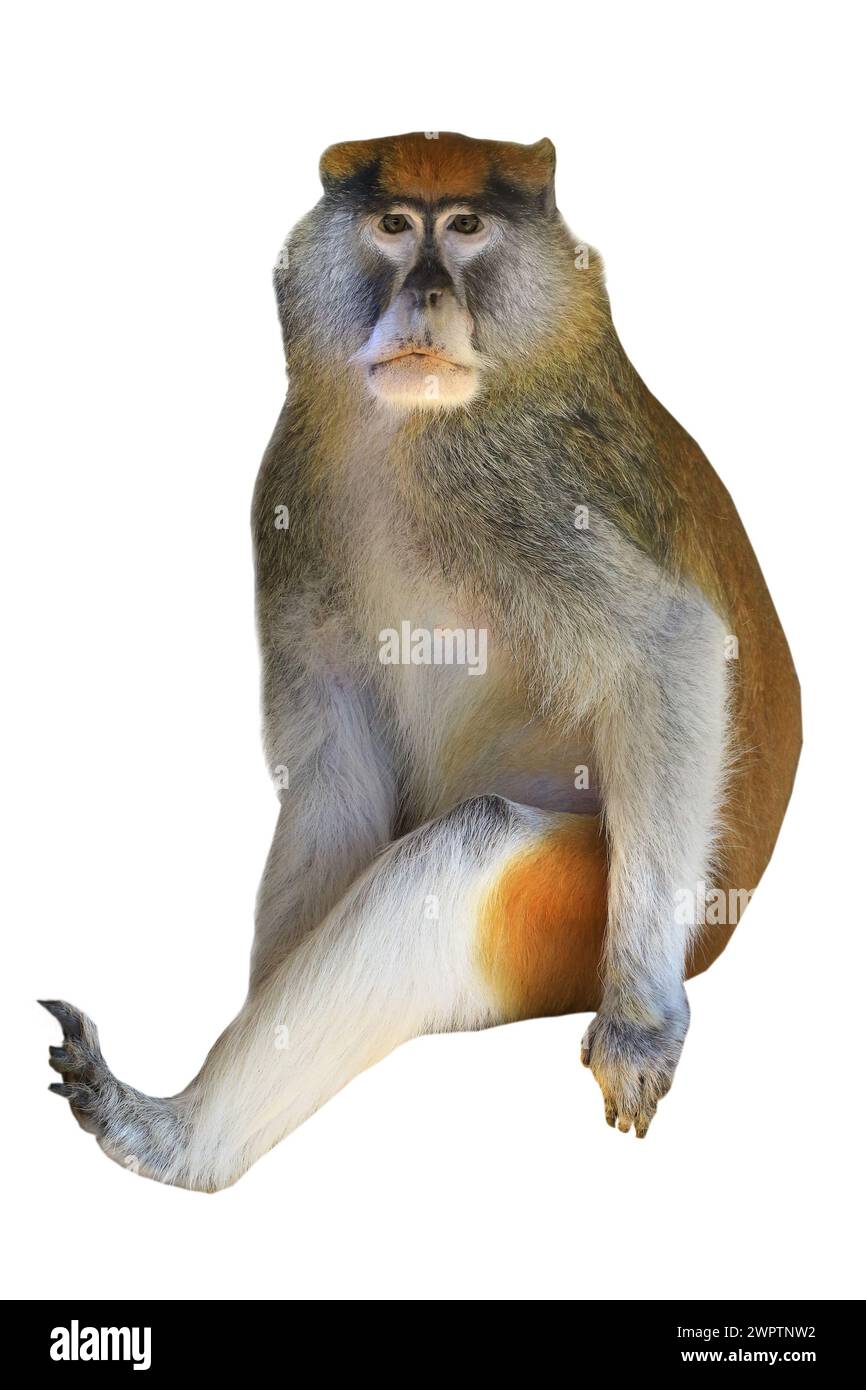 monkey isolated on a white background Stock Photo - Alamy