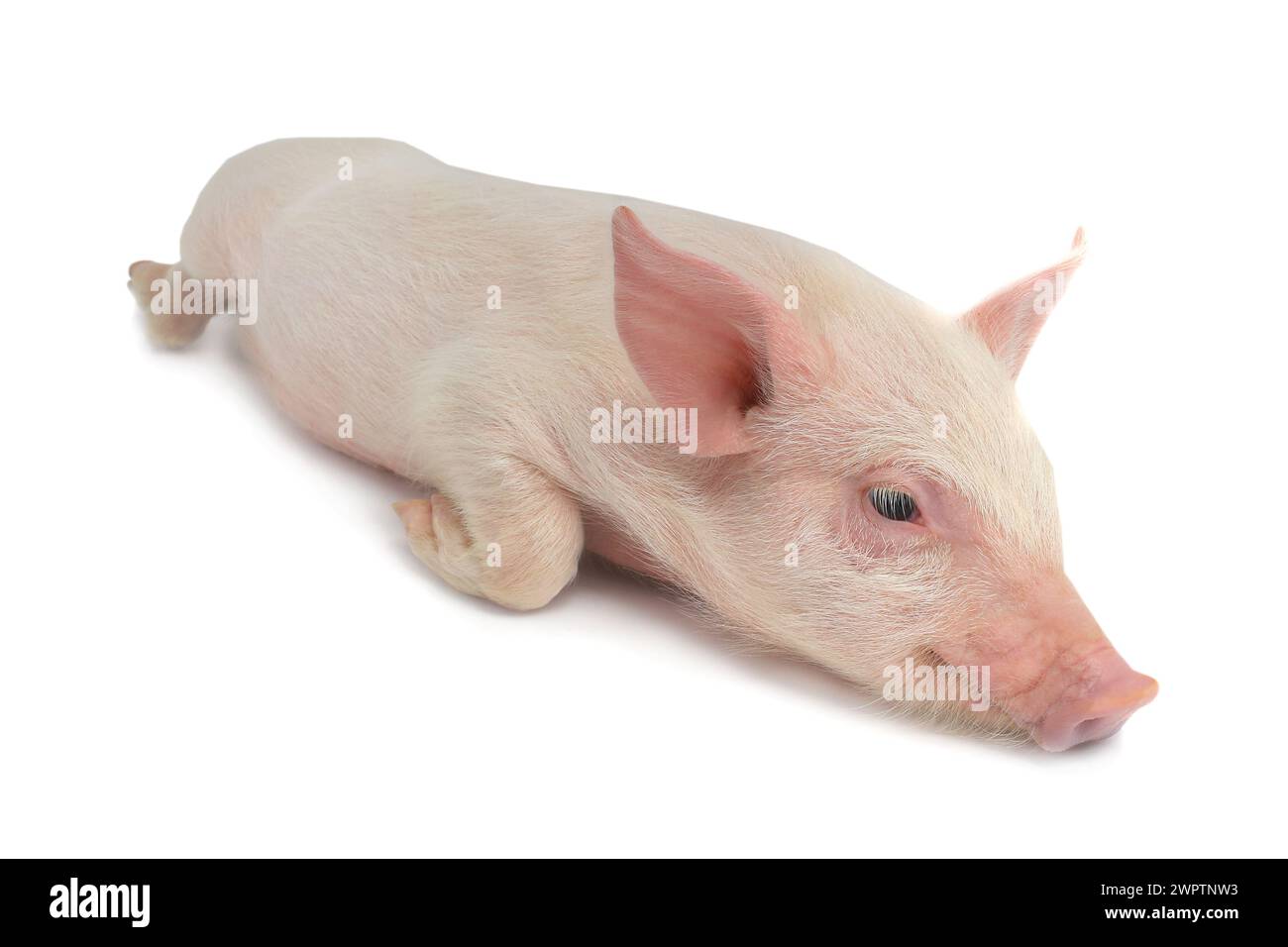 pig lies on a white background. studio Stock Photo - Alamy