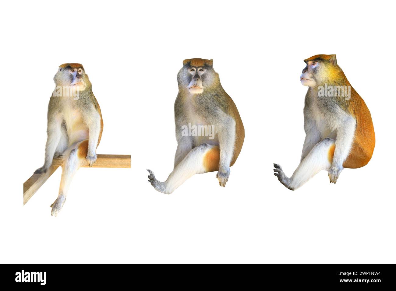 Profile of monkey hi-res stock photography and images - Alamy