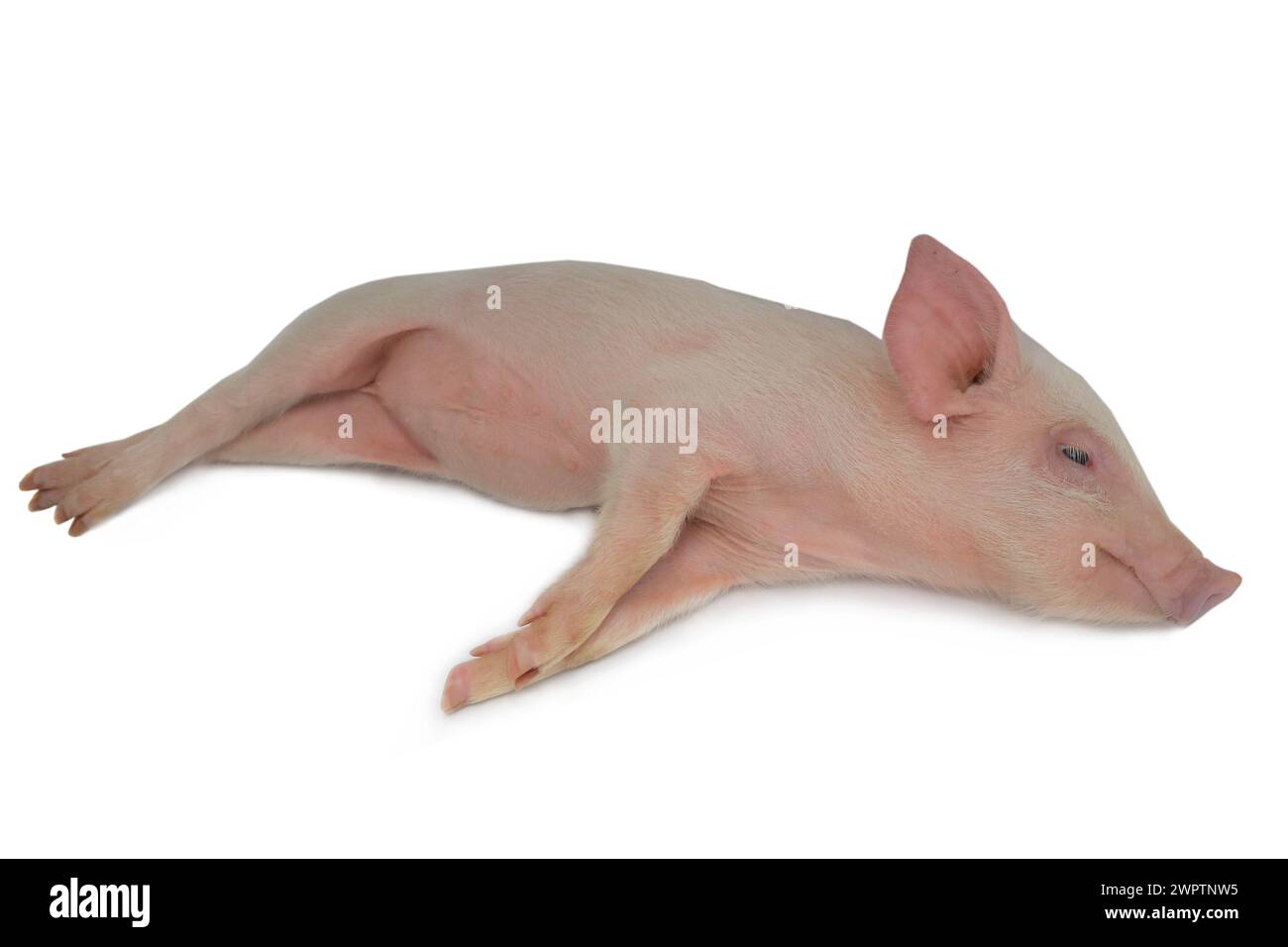 pig lies on a white background. studio Stock Photo - Alamy