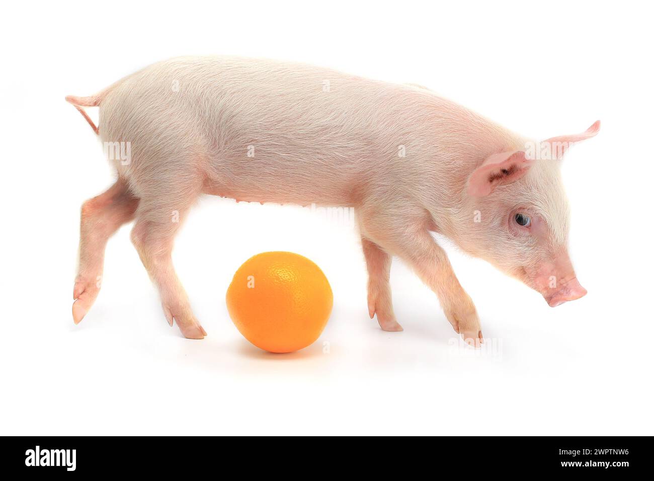 orange and pig on a white background. studio Stock Photo - Alamy