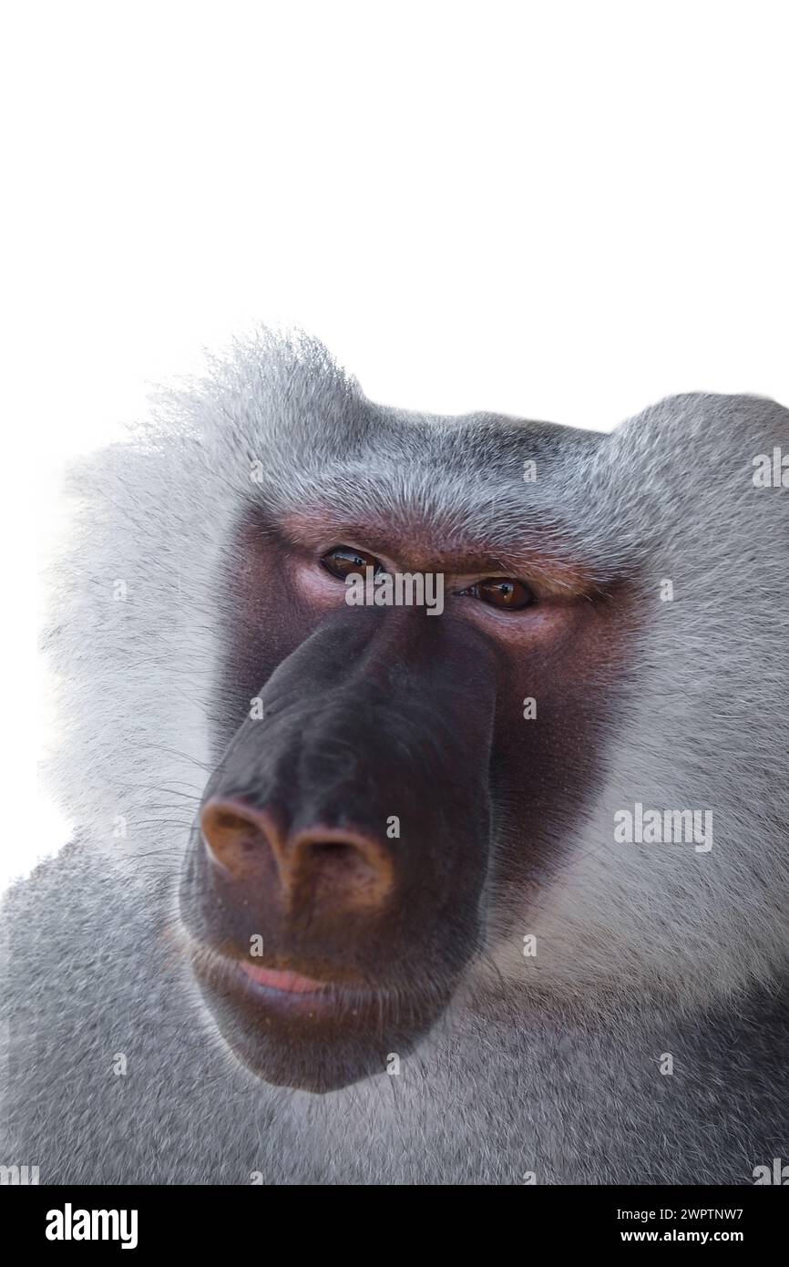 Monkey hamadryad hi-res stock photography and images - Alamy