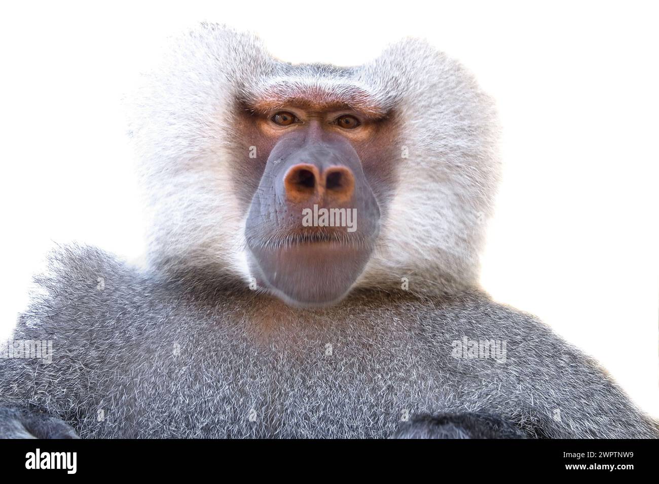 Monkey hamadryad hi-res stock photography and images - Alamy