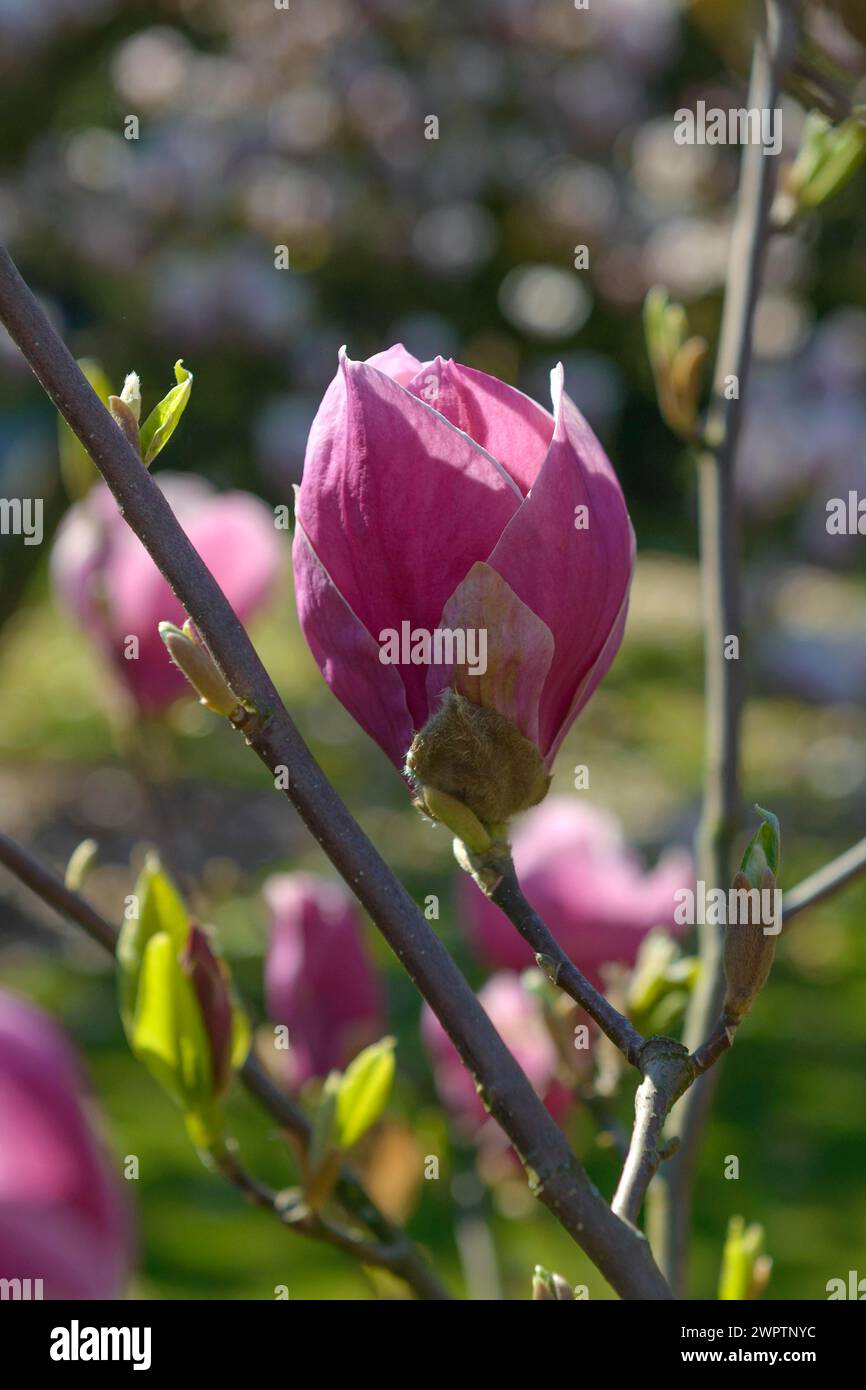 Magnolia soulangeana rustica rubra hi-res stock photography and images ...