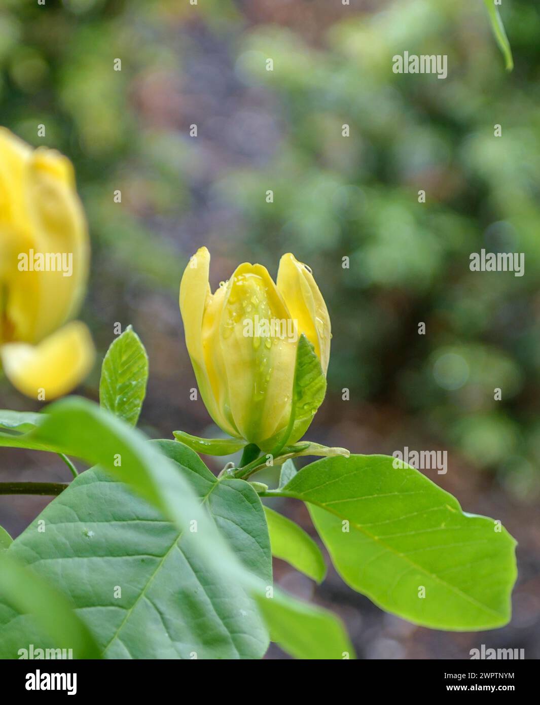 Magnolia (Magnolia acuminata 'Moegi Dori'), Hillier Arboretum, Romsey ...