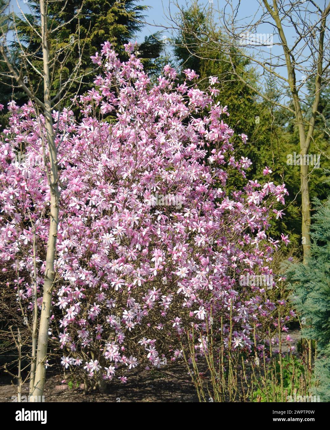 Pink star magnolia (Magnolia loebneri 'Leonard Messel'), Christiansberg ...