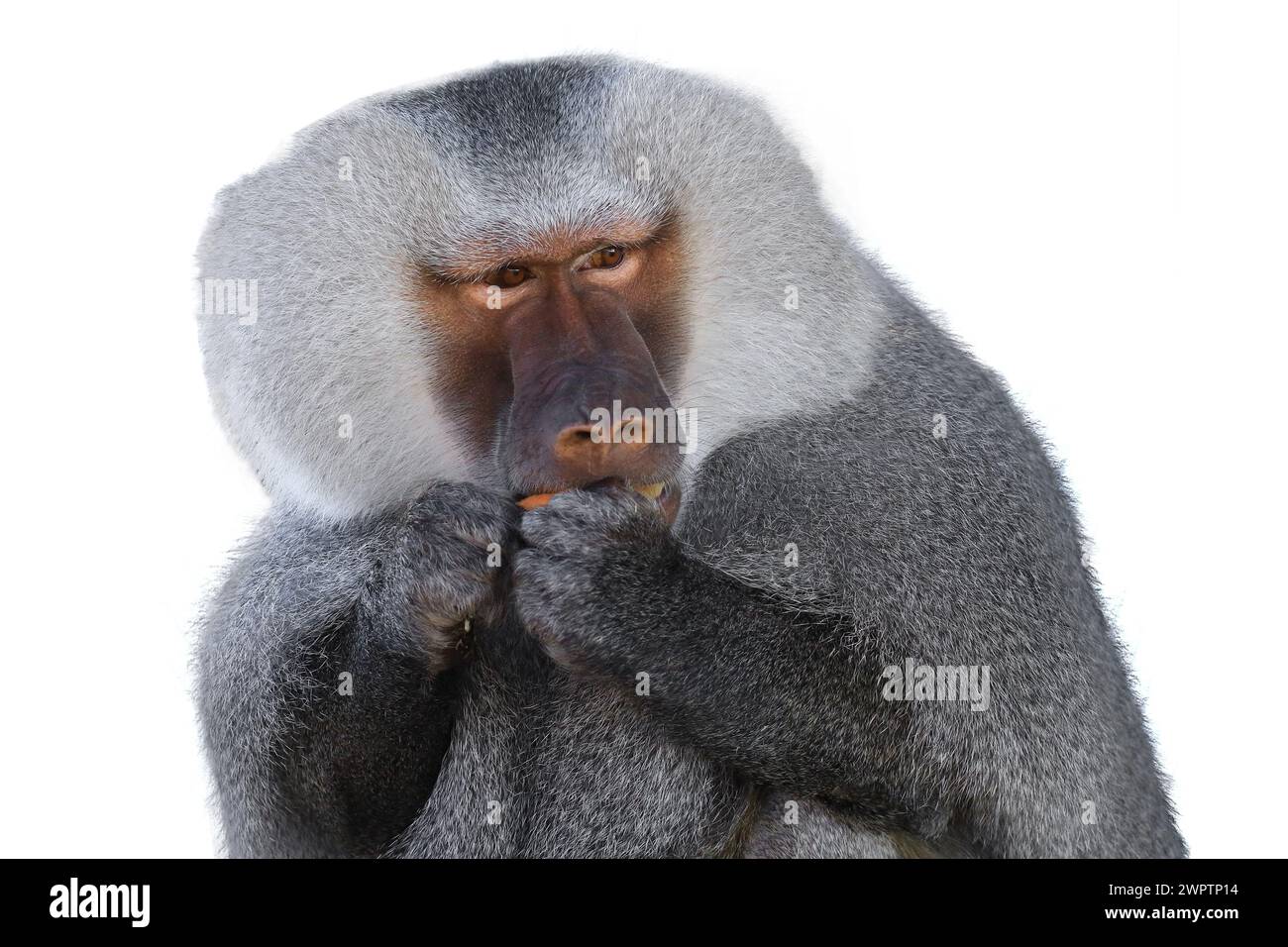 Monkey hamadryad hi-res stock photography and images - Alamy