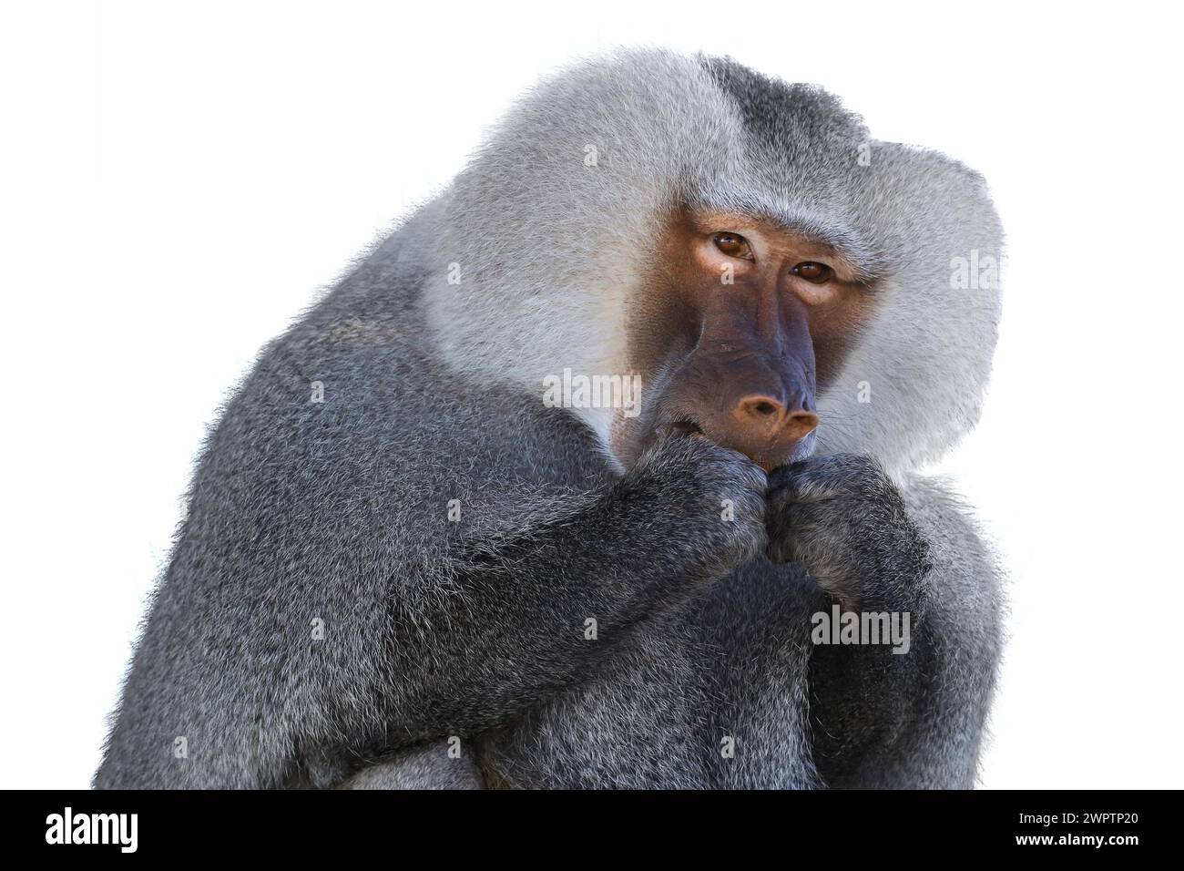 portrait hamadryad on a white background Stock Photo - Alamy