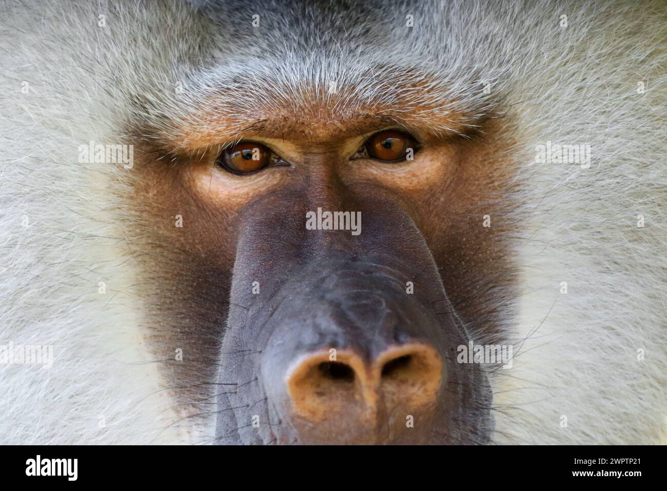 portrait hamadryad on a white background Stock Photo - Alamy