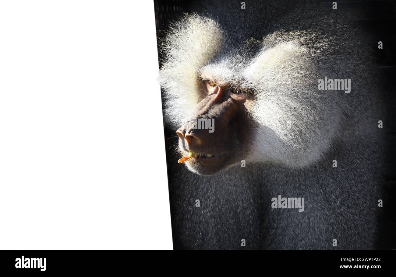 portrait hamadryad on a white background Stock Photo - Alamy